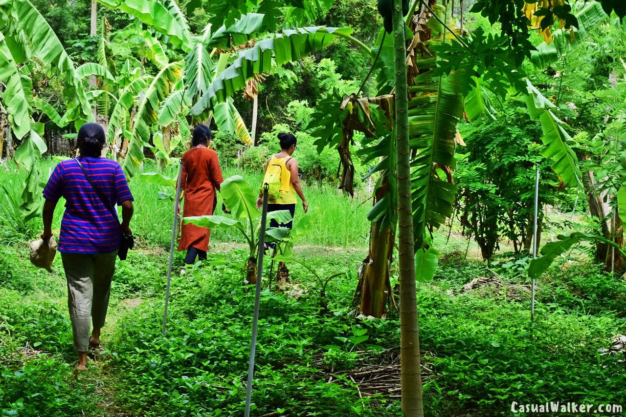 Solitude Farm — Food Discovery Trail, Auroville, Pondicherry Visit ...