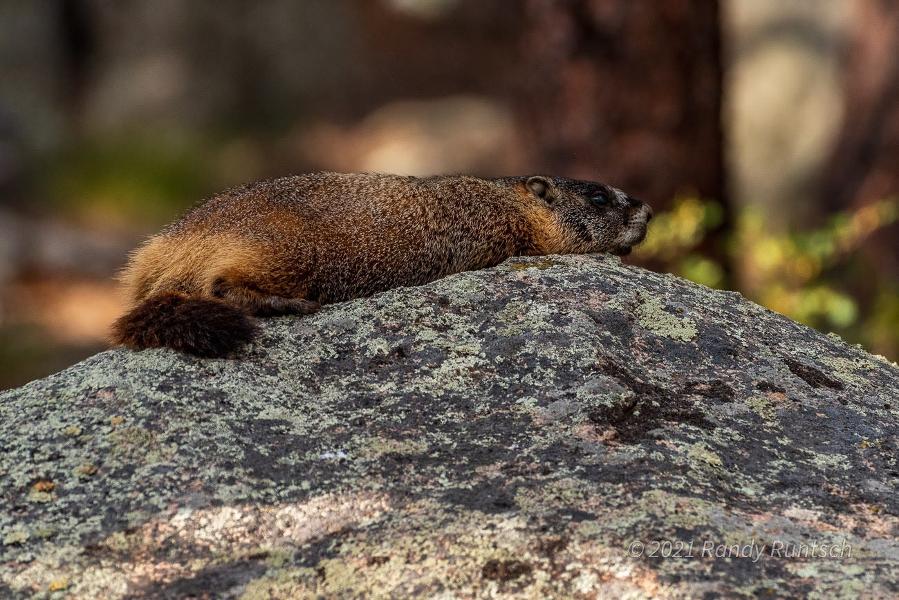 The Adorable Yellow-bellied Marmots of the Mountain States | by Randy ...