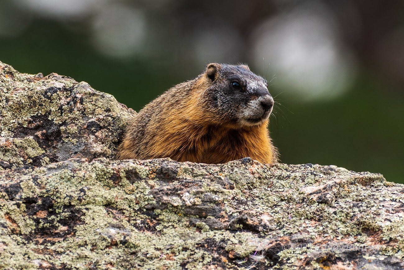 The Adorable Yellow-bellied Marmots of the Mountain States | by Randy ...