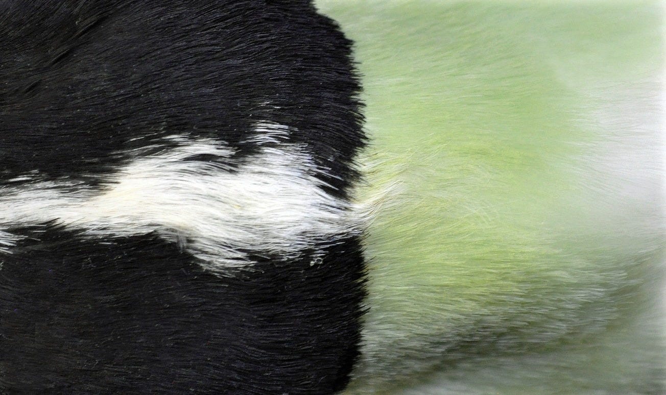 7 facts you don’t know about the common eider - Updates from the U.S ...
