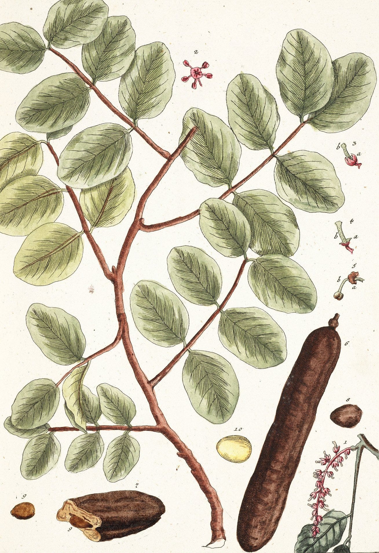 Carob. Plant 320 in the 400 week countdown | by Plants400 | University ...