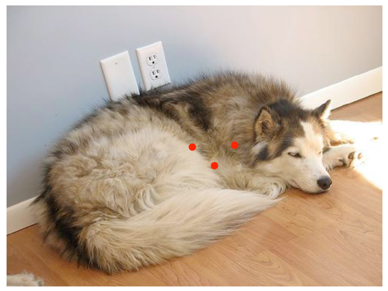 What I’ve learned building a deep learning Dog Face Recognition iOS app