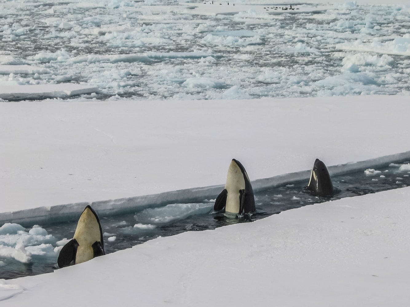 The ORCA (Organically Reaching Customer Acquisition) Method | by ...