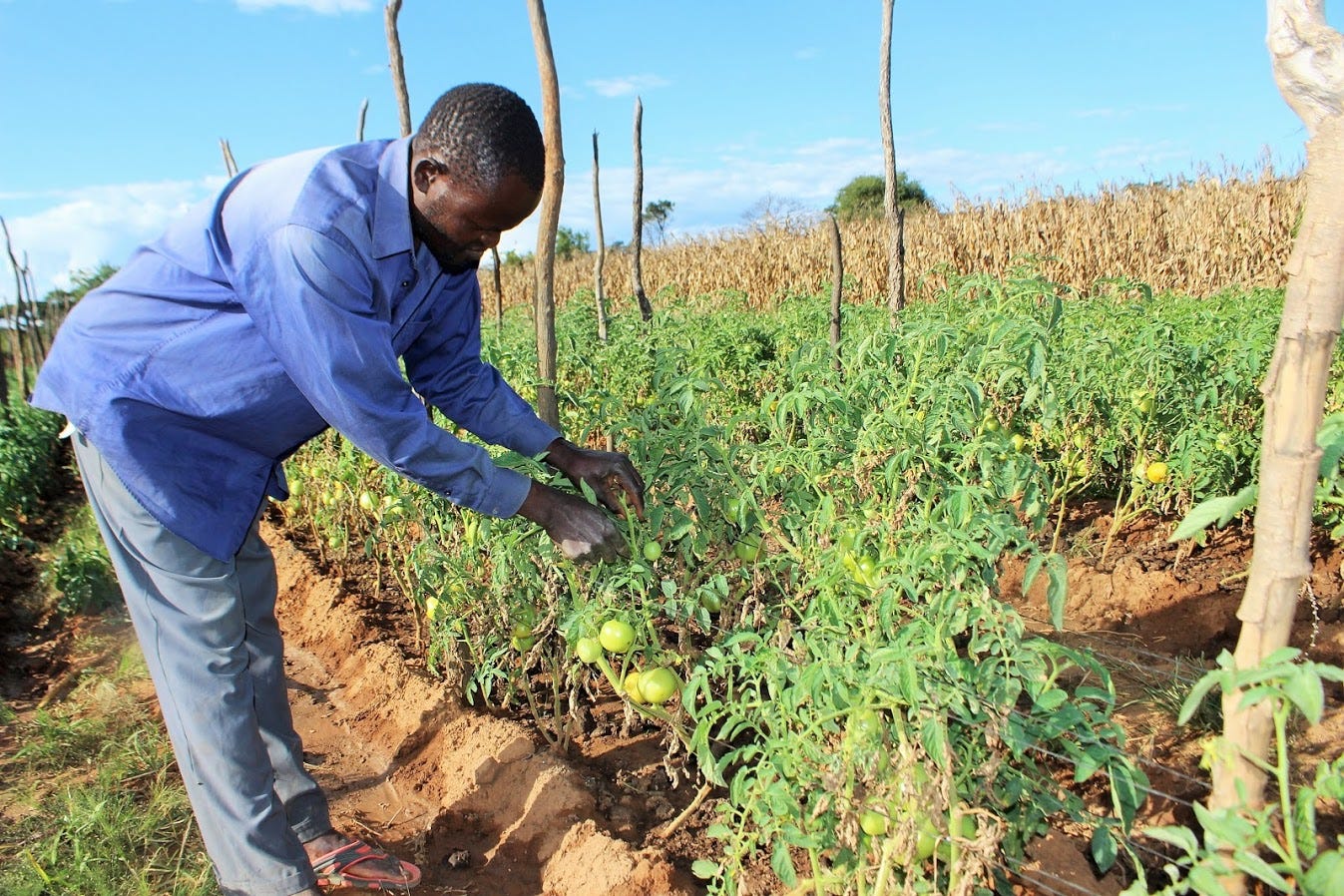Zambia: Conservation farming puts former poachers on firmer footing ... Zambia: Conservation farming puts former poachers on firmer footing ...
