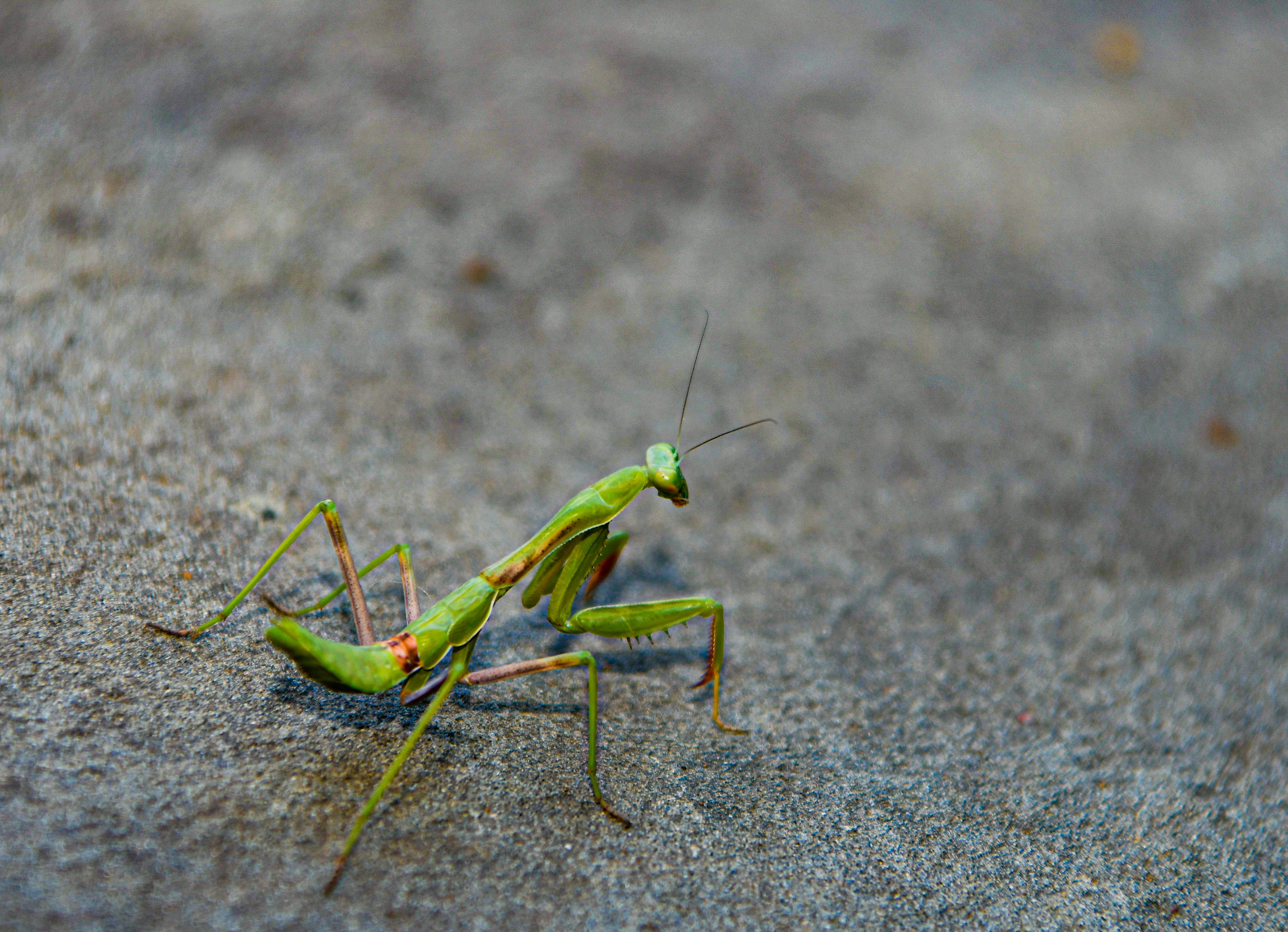 The Praying Mantis Totem. Praying Mantises, named for the… | by Erika ...