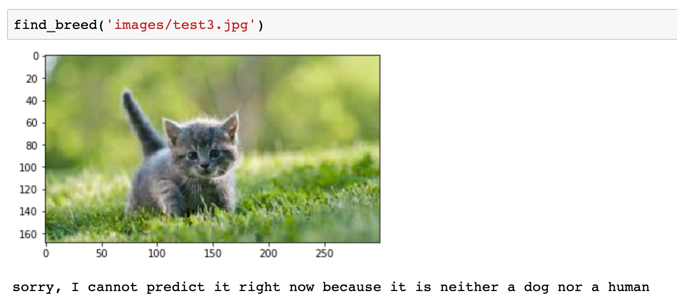 How to detect dog breeds from images using CNN? | by Lala Shahbandayeva ...