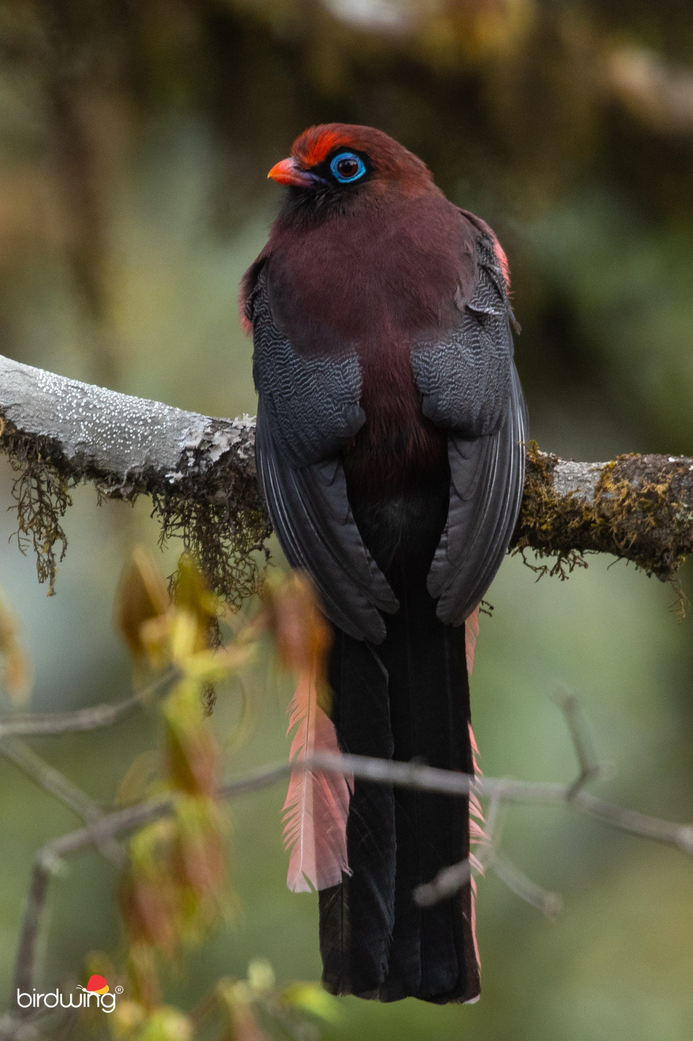 BHUTAN BIRD PHOTOGRAPHY TOUR — APRIL 2019 | by Birdwing Photo Tours Pvt ...