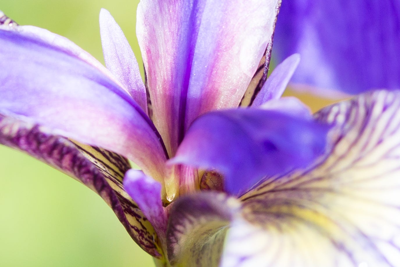 Wildflowers: an Alaskan color palette | by U.S. Fish and Wildlife ...