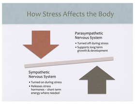 How Your Body Responds to Stress, Part 2 | by Debra Brunk | Medium