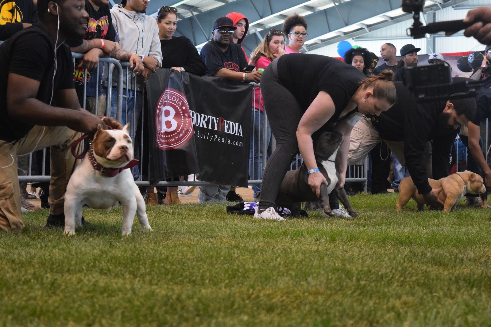 East Coast Bully League’s Come Together Day 2017 | by BULLY KING ...