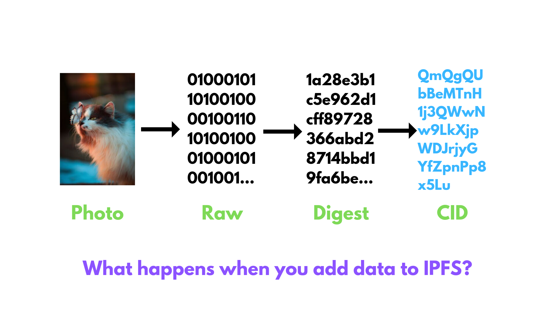 Hands-on IPLD Tutorial in Golang. In this first post of the hands-on… | by vasa | Coinmonks | Medium