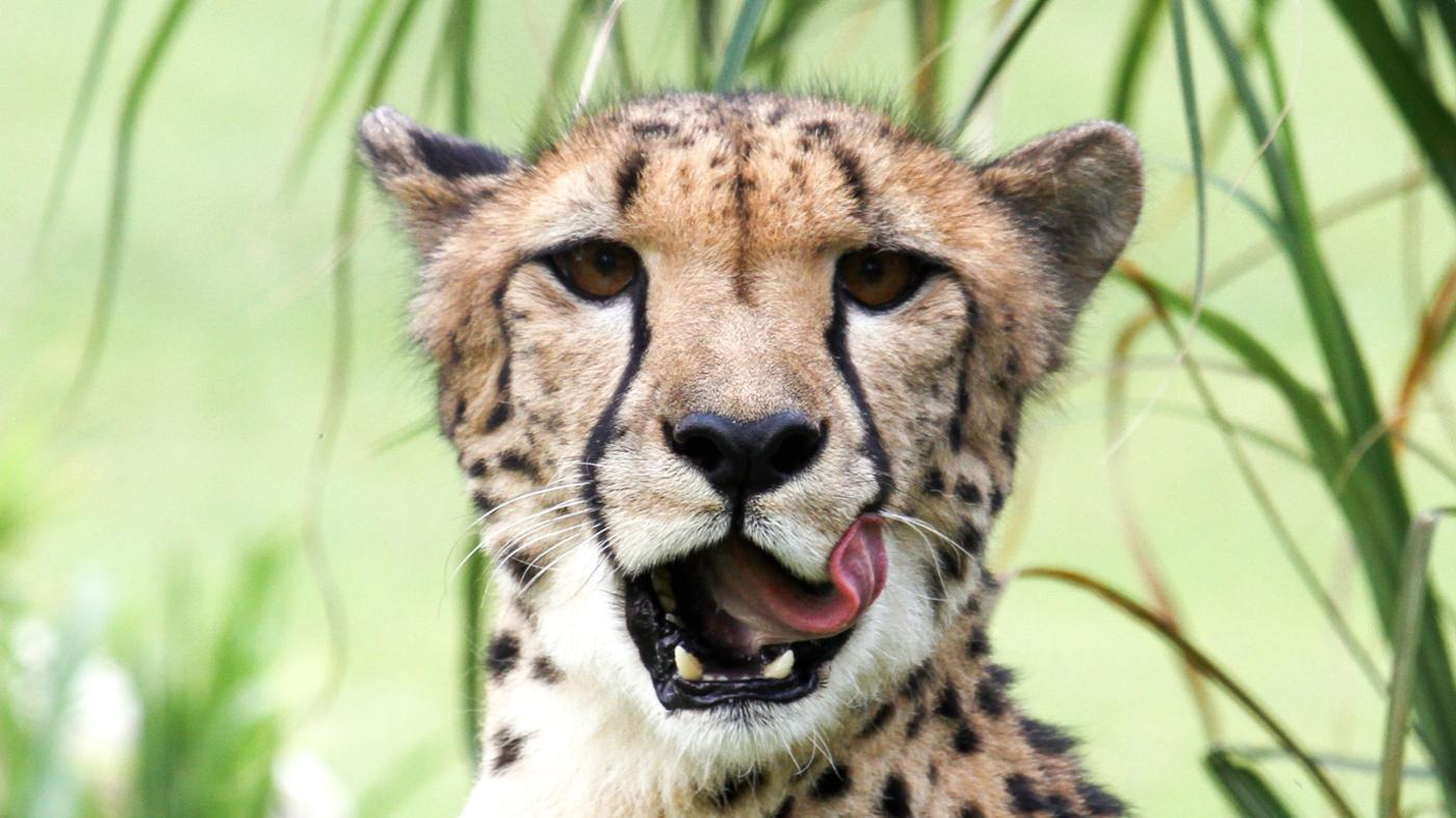LIFEHACK GURU NO MATCH FOR GIANT CHEETAH | by Joe Bagel | The ...