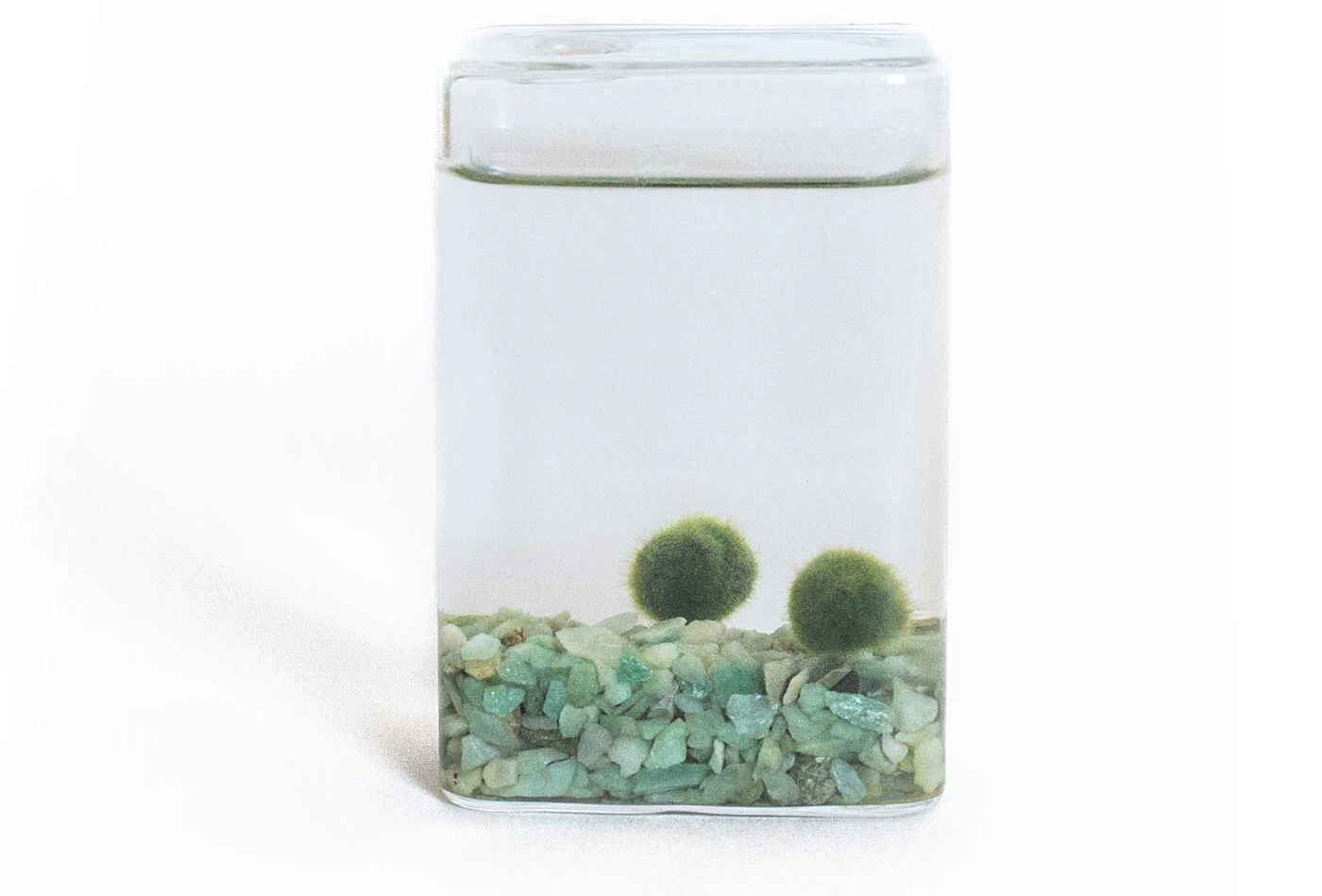 9 holiday gifts under $50. Marimo moss balls, whiskey stones | by The ...