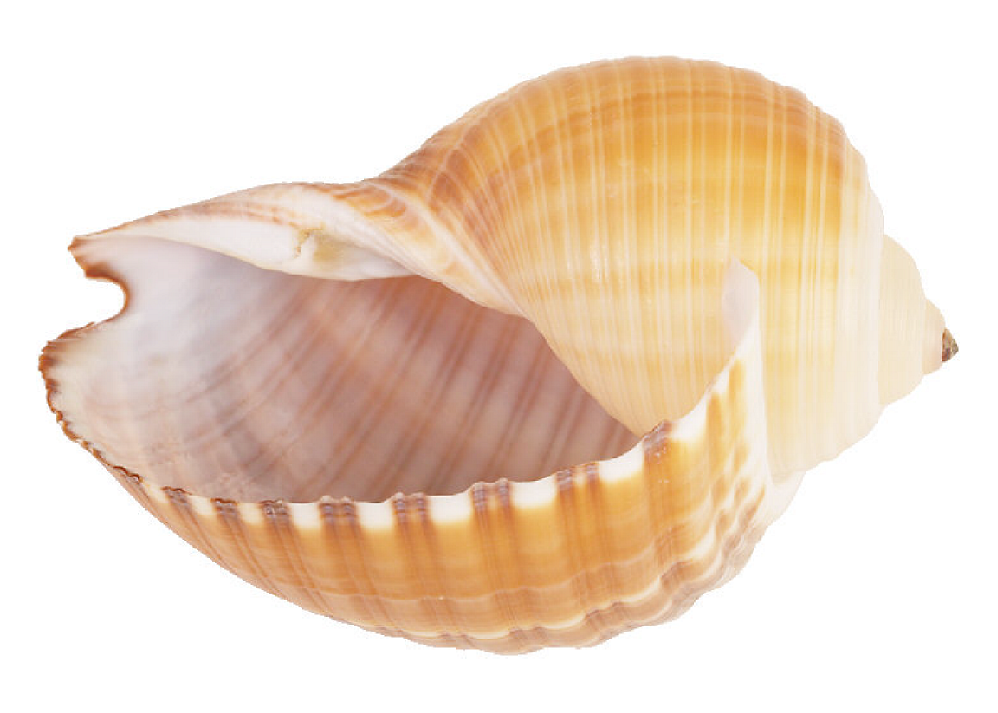 Objects That Are Hollow, But Still Less Hollow than Francesca’s ...
