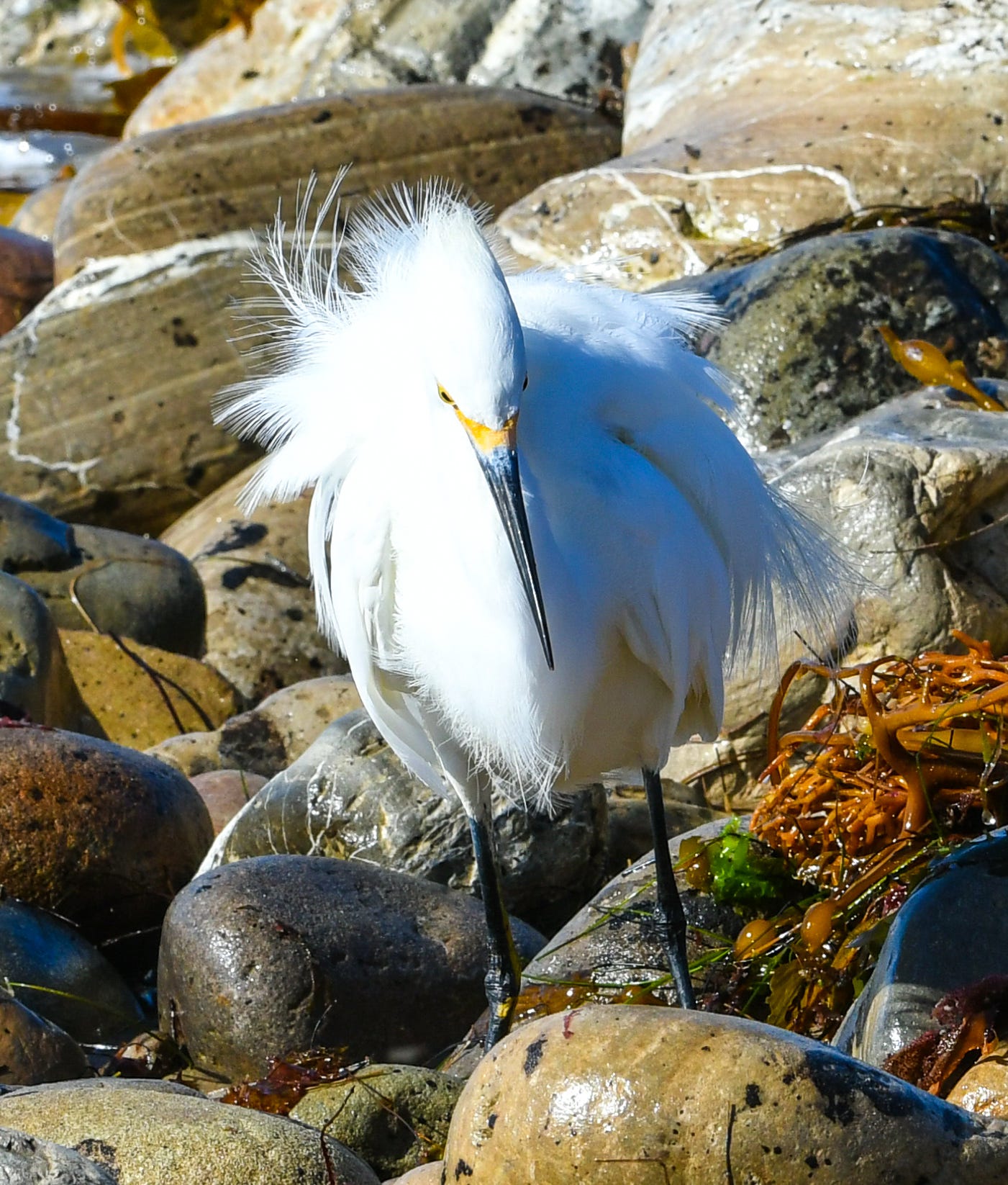 Seabirds of Santa Barbara. A Walk on the Beach with Birds | by Erika ...