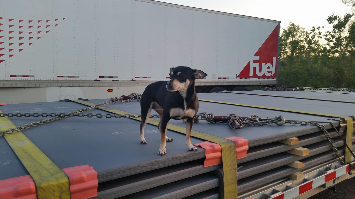 Trucking Pets: Driving America One Paw at a Time - Truckers Driving ...