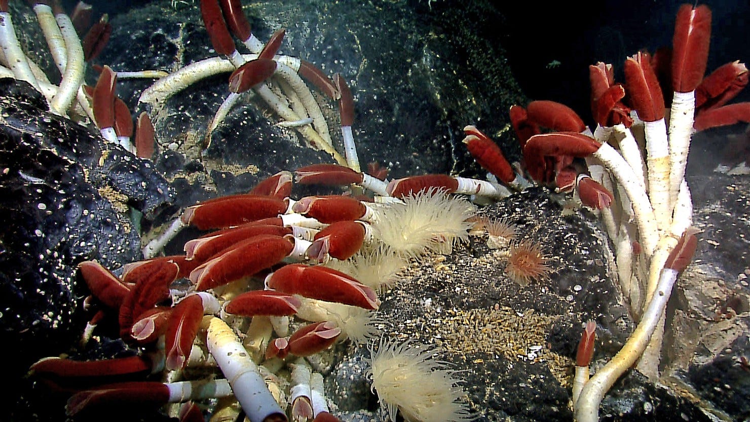 LUCA — The Last Universal Common Ancestor | by ScienceDuuude | Science ...