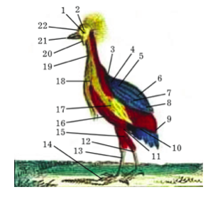 The Anatomy of a Bird. 1. The Pupil | by Christopher Iacono | Medium