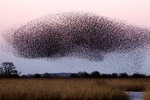 Quatrian Folklore. A collection of folklore and traditions… | by Jeremy ...