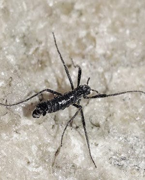 Antarctic Midge — An Amazing Creature | by Infinite Knowledge | Medium