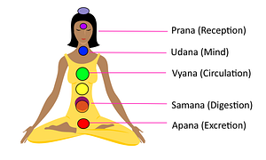 “Prana” or Life Energy Knows Precisely When to Enter and Exit the Body ...