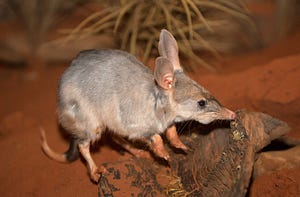 The Bilby: back from the brink of extinction | by Taronga Conservation ...