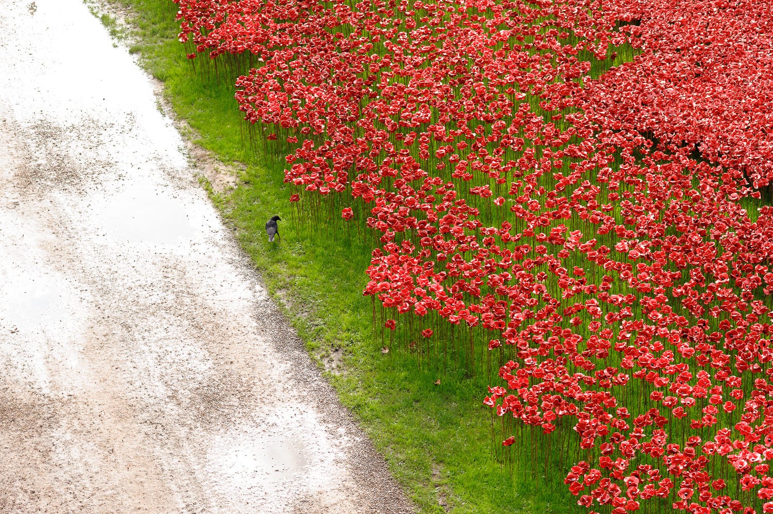 #91+: Tower Bridge and Poppy Field | by Carlo Müller | Medium