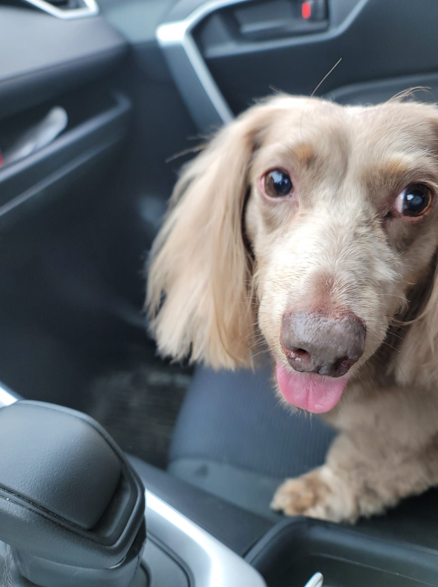 Trucking Pets: Driving America One Paw at a Time - Truckers Driving ...