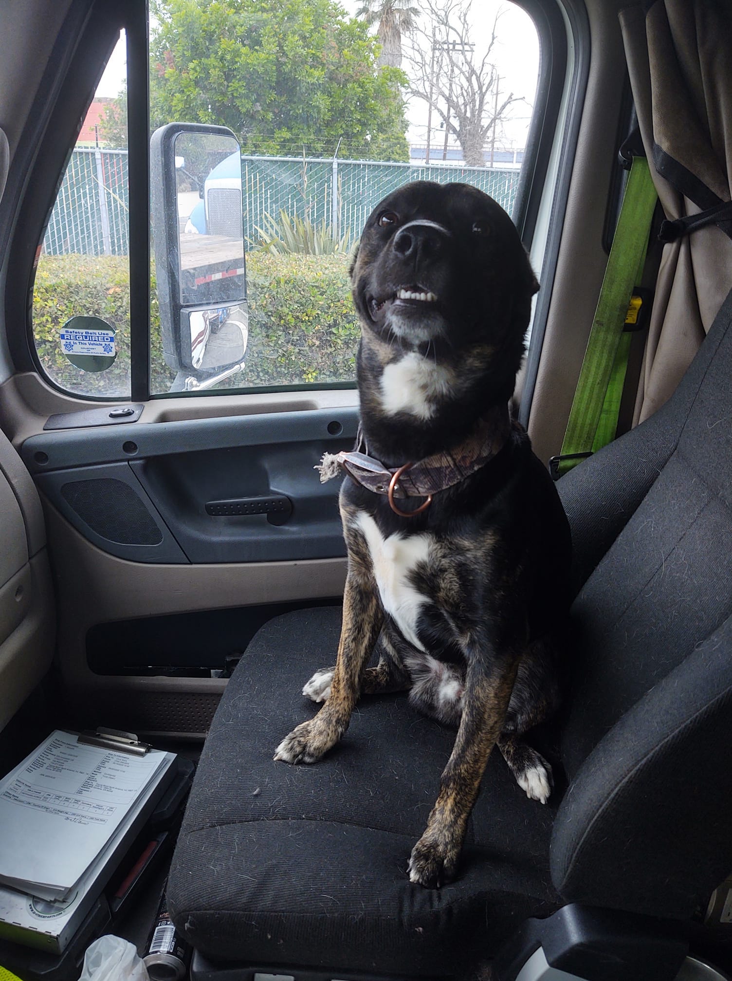 Trucking Pets: Driving America One Paw at a Time - Truckers Driving ...