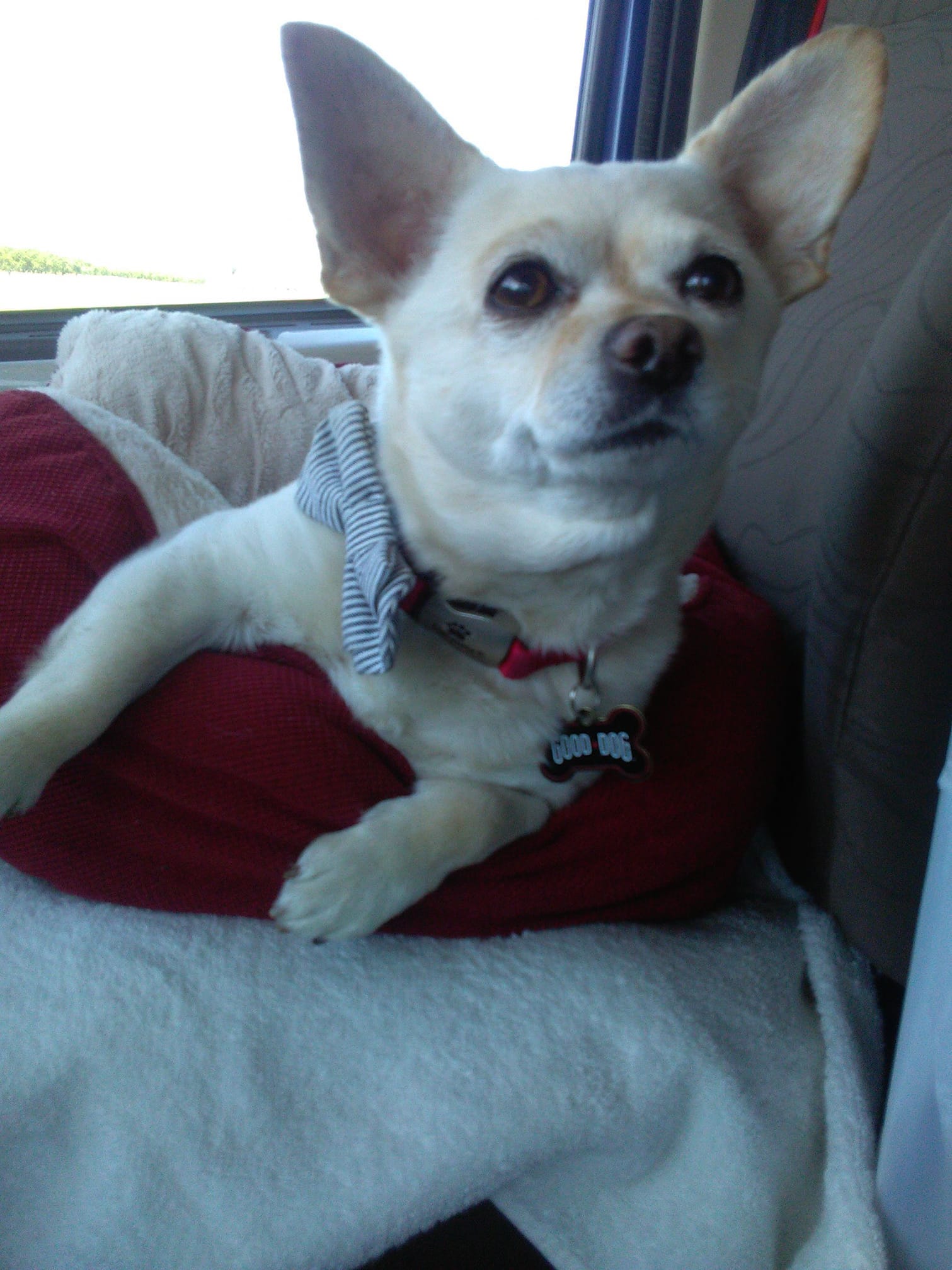 Trucking Pets: Driving America One Paw at a Time - Truckers Driving ...