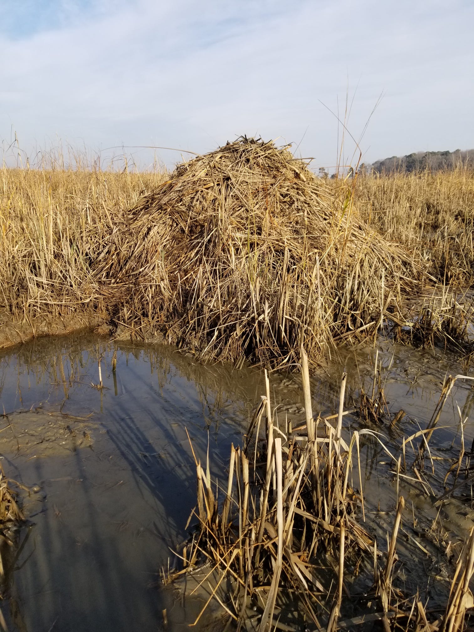 Marshmaker, marshmaker, make me a marsh | by Lauri Munroe-Hultman ...