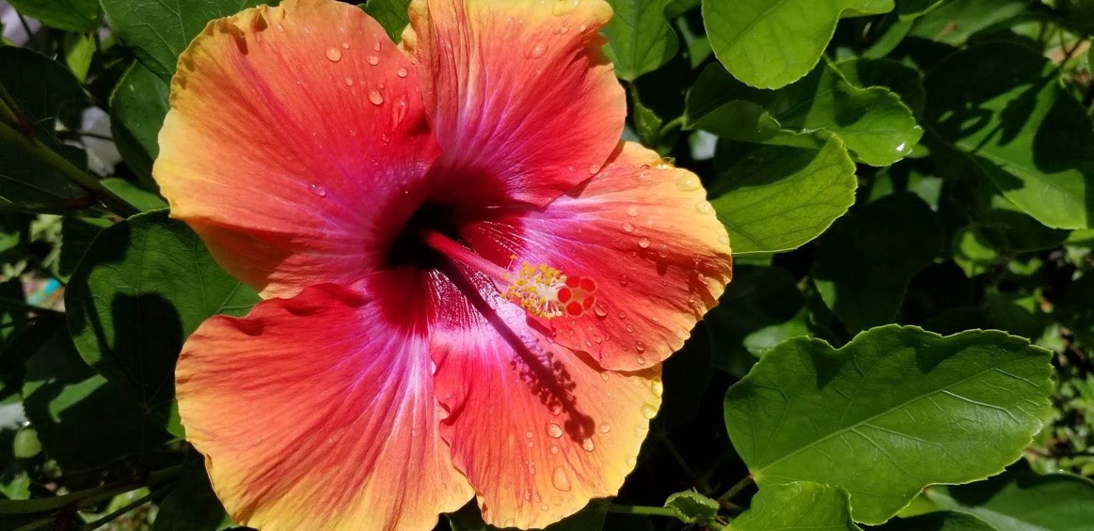 Lazarus Hibiscus. All Photos by Dennett | by Dennett | SNAPSHOTS | Medium