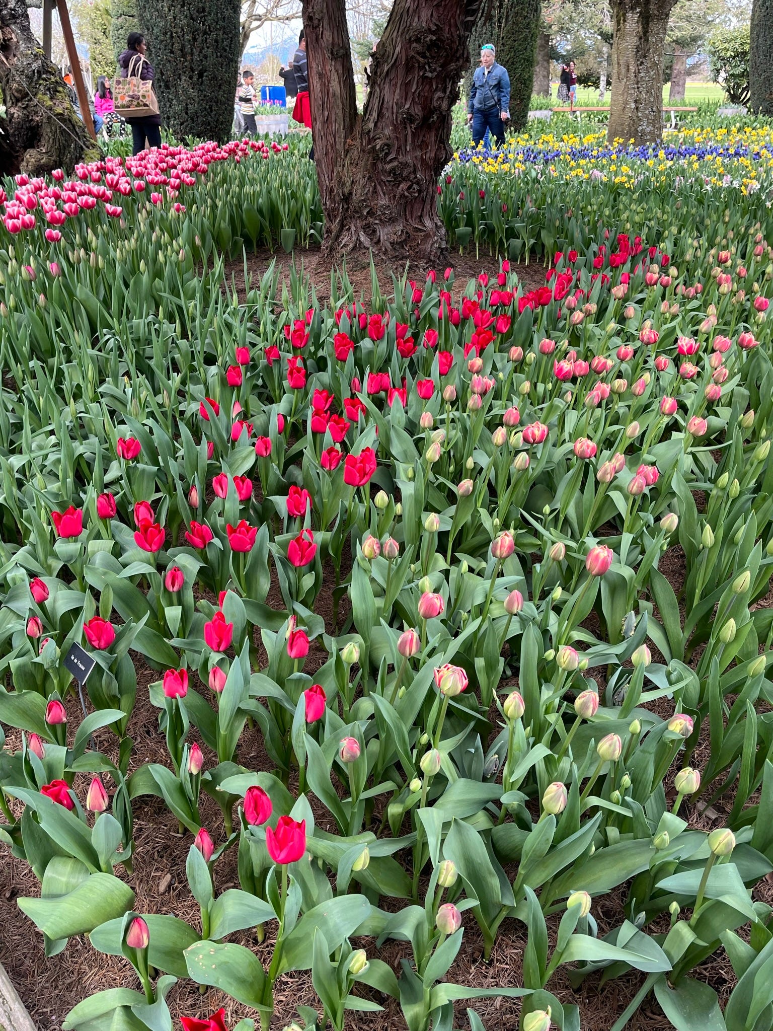 Skagit Valley Tulip Festival. Every April in Mt. Vernon, Washington ...