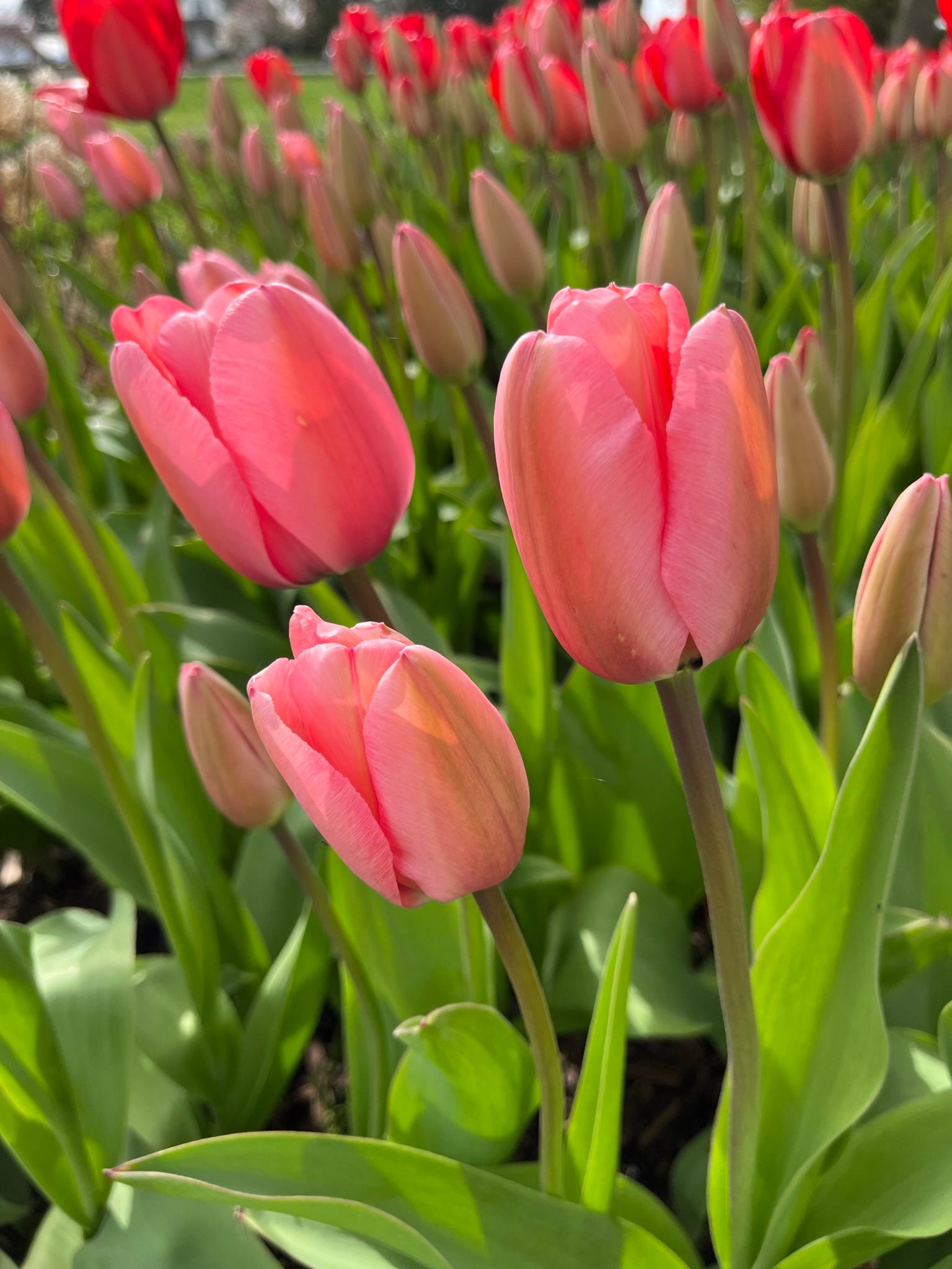 Skagit Valley Tulip Festival. Every April in Mt. Vernon, Washington ...