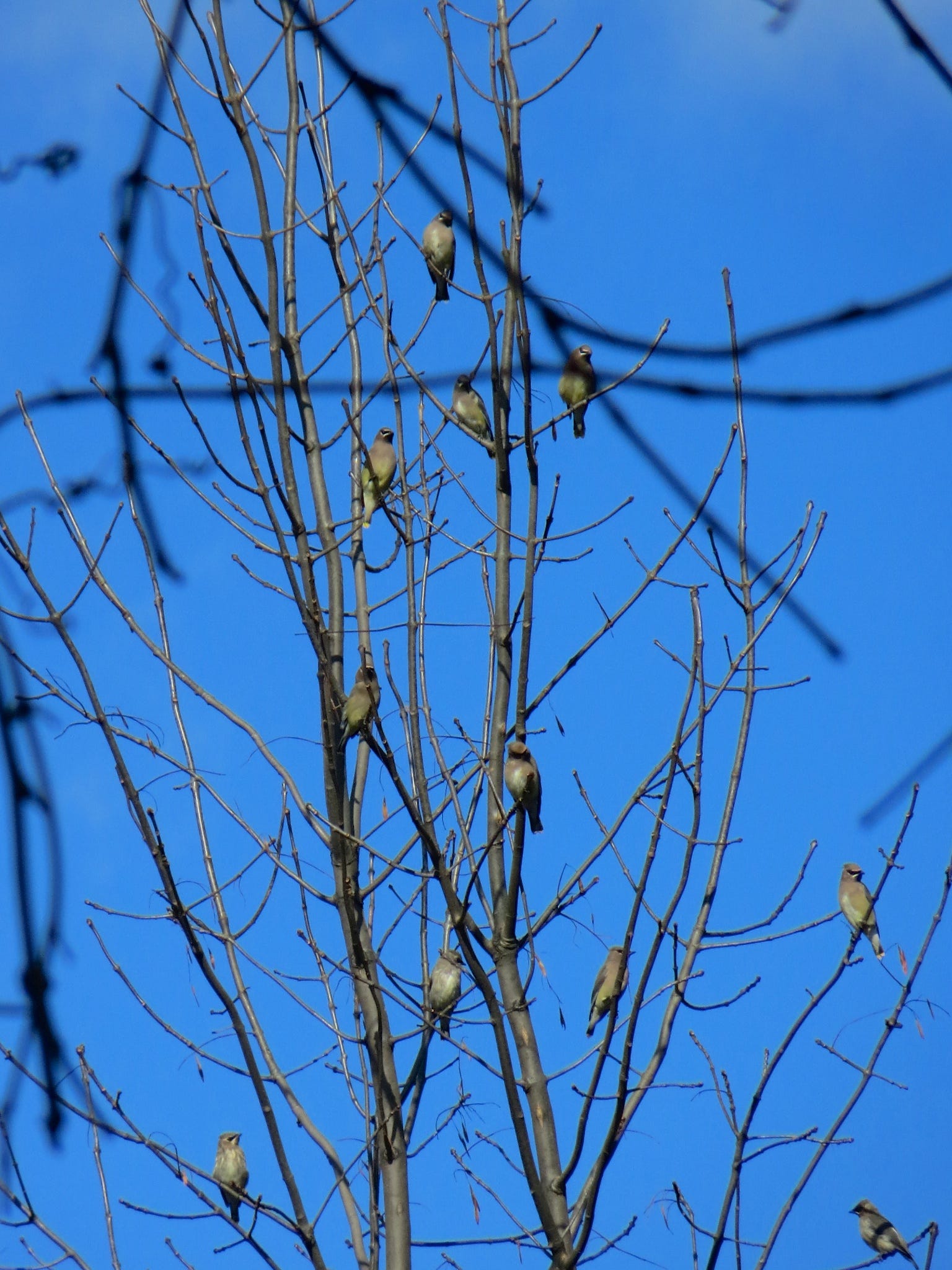Natural Hamilton in Pictures: Birds - Natural Hamilton in Pictures - Medium