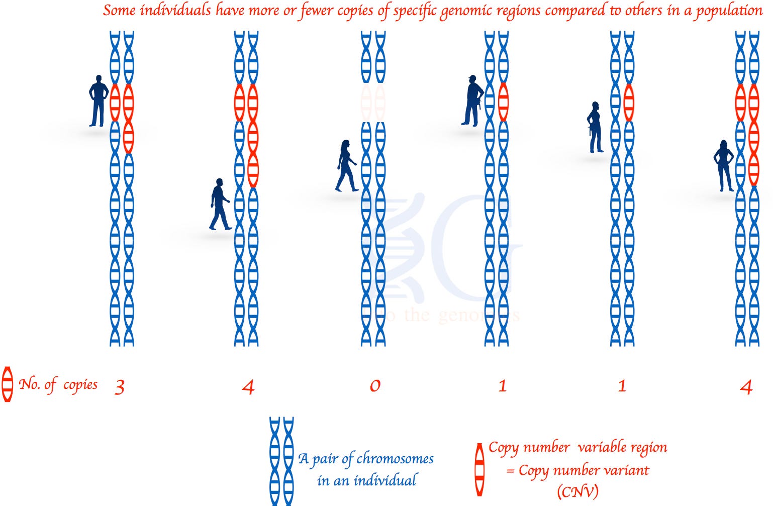 Cnvs Copy Number Variants — Context Detection Methods And Exploratory