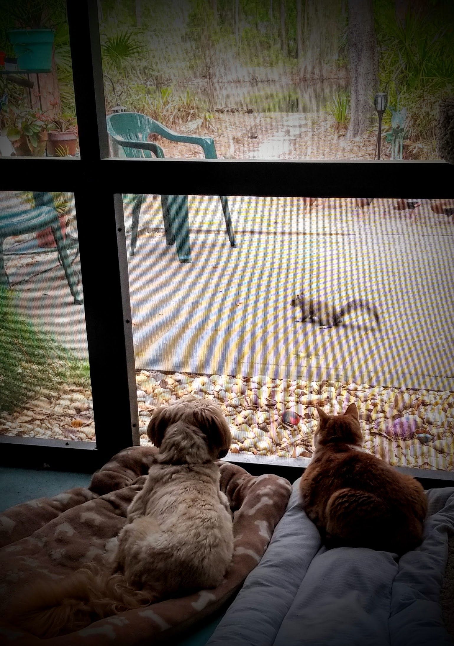 A Cat and Dog Story - Catness - Medium