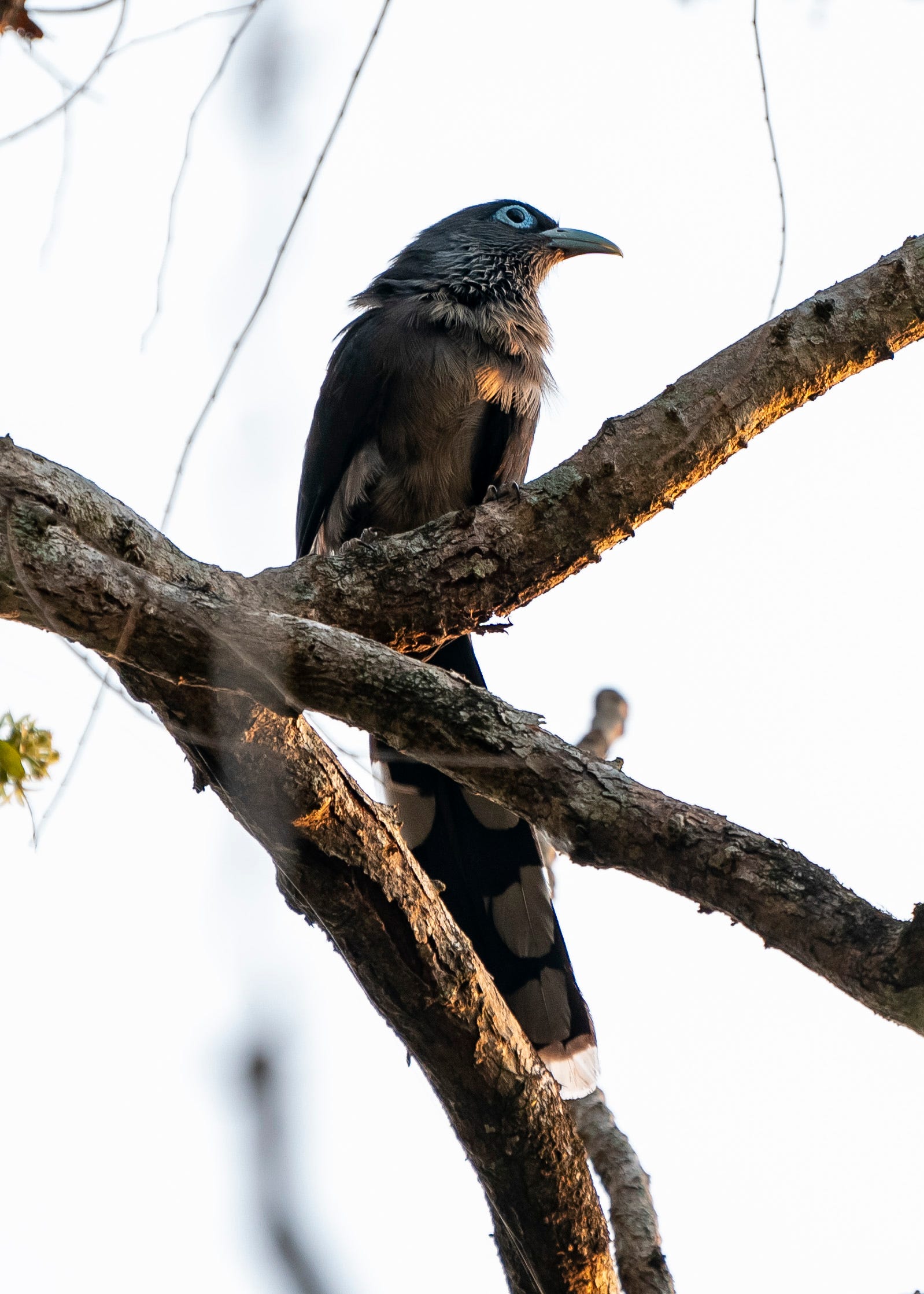 A Birding Guide, A Matriarch. S___ Chettikattu¹ was not your typical ...
