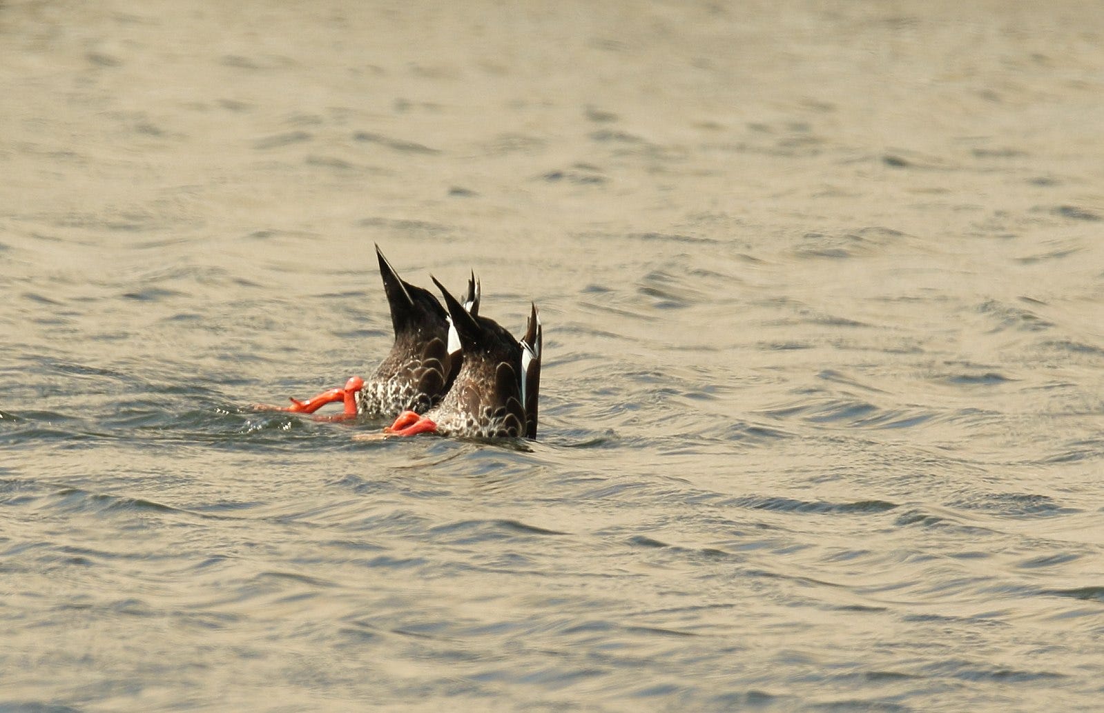 Bottoms Up. Care to Dabble in Some Waterfowl… | by Derek de Witt ...