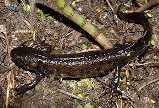 Great Crested Newt. A protected species in the UK that… | by John ...