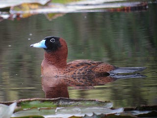 7 rare Mid-Atlantic birds to cross-out from your checklist | by Sudir ...