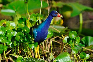 7 rare Mid-Atlantic birds to cross-out from your checklist | by Sudir ...