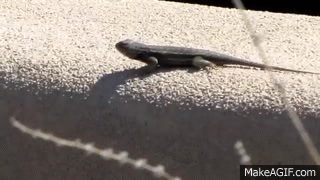 Catch and surf waves at an angle: the lizard drill | by Gershon Borlai ...