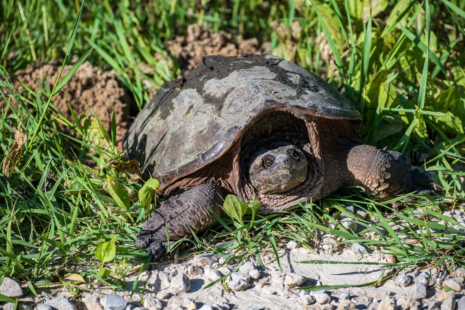 A Nesting Common Snapping Turtle. Common snapping turtles can be… | by ...