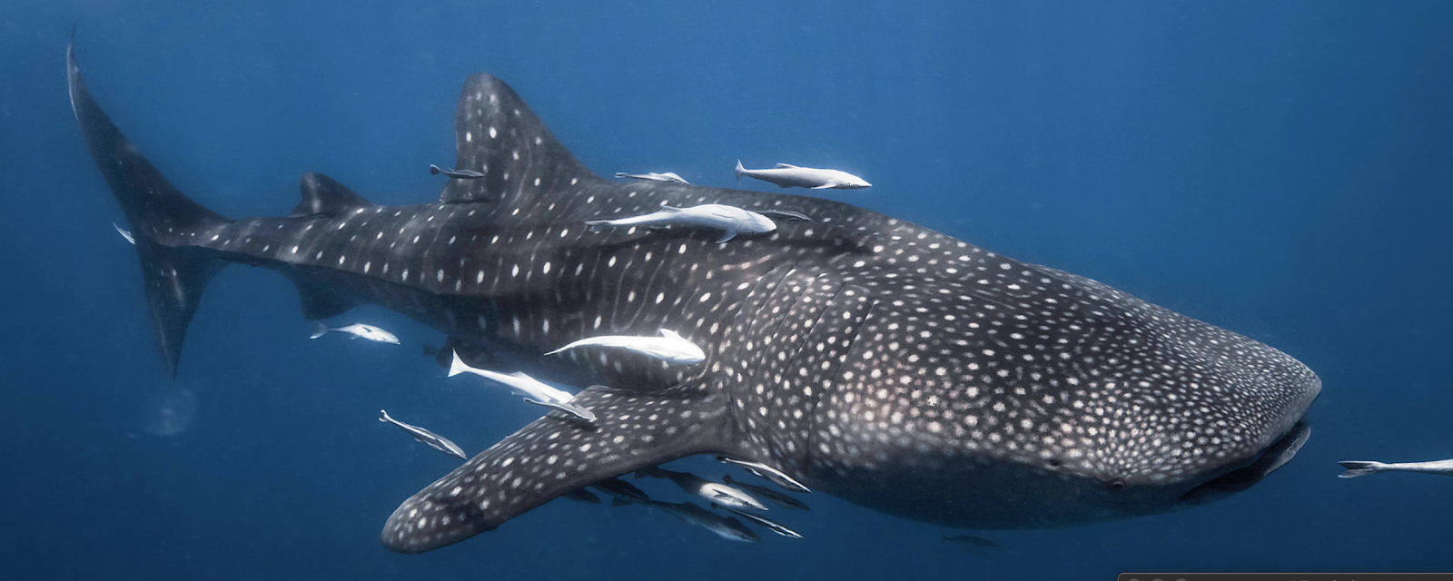 How to munch on pickles from a whale dinner | by Tomasz Mierzwa | Token ...