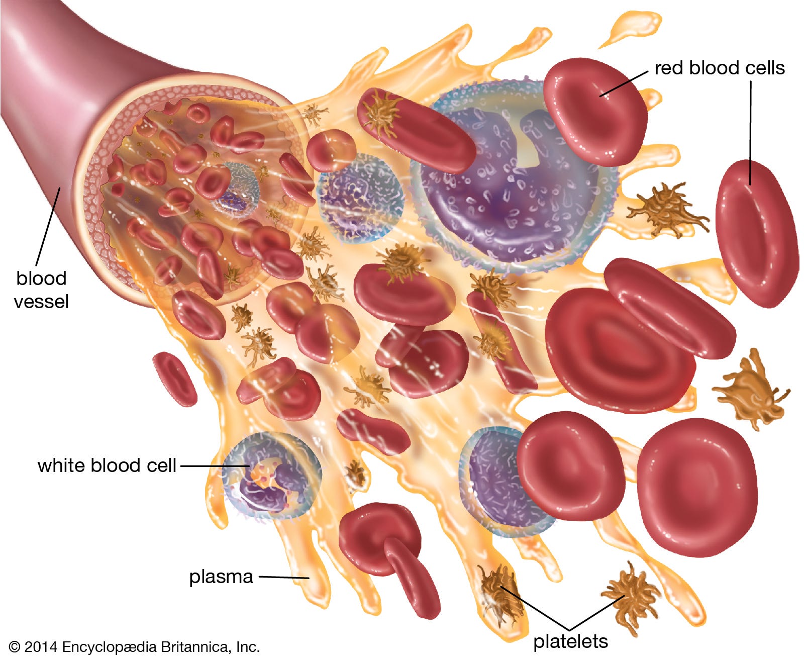 Bloody Cell Mac OS