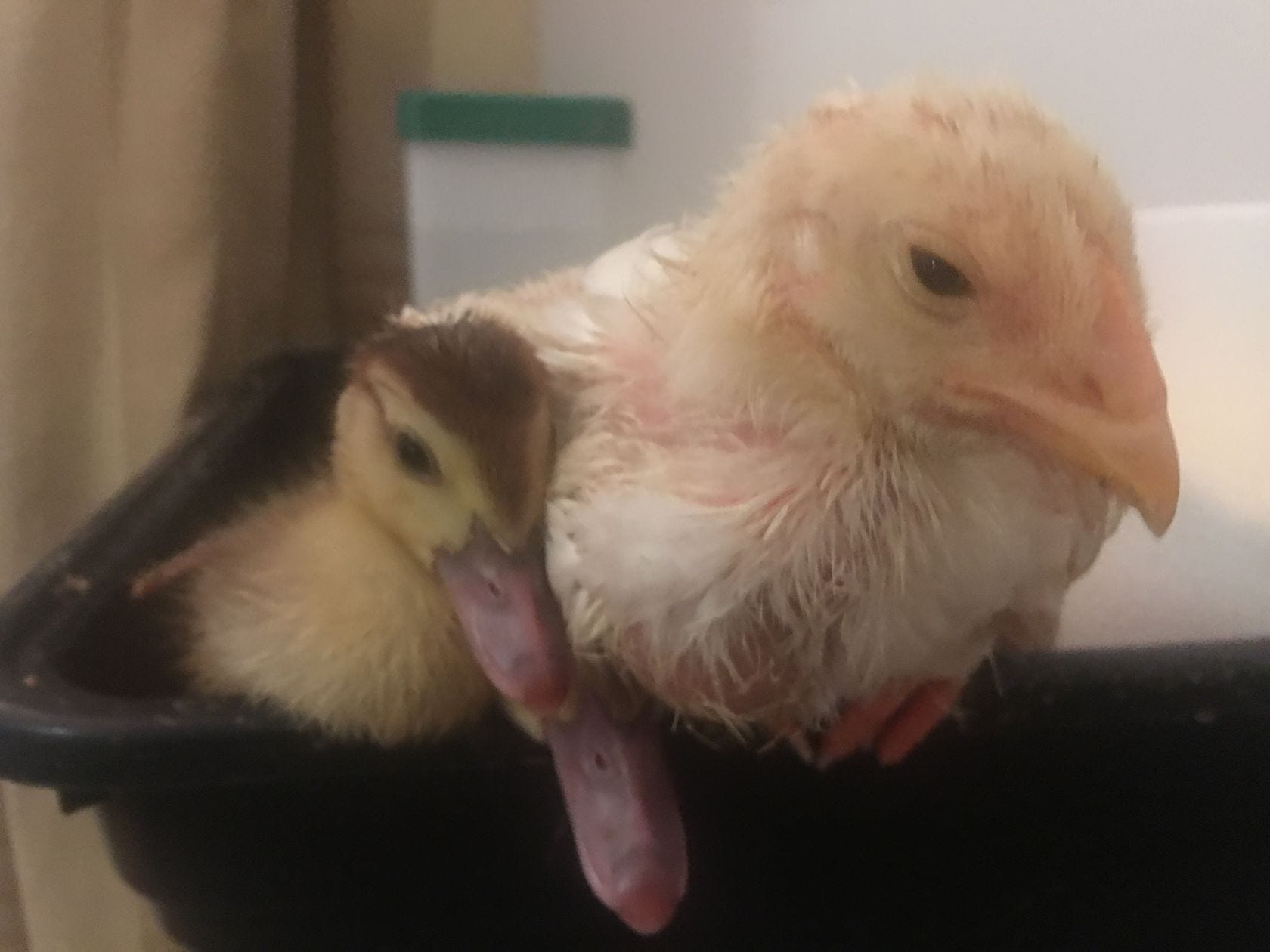 Muscovy Ducks — The unique waterfowl with bags of personality | by ...
