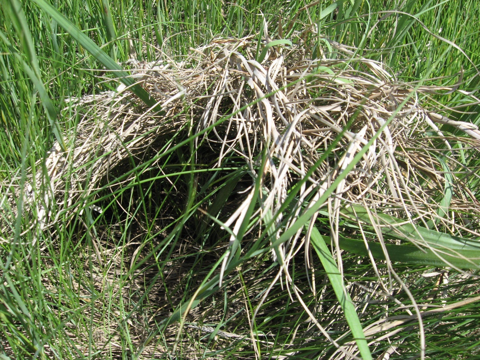 Saving a half-hidden treasure: Get to know the saltmarsh sparrow | by U ...