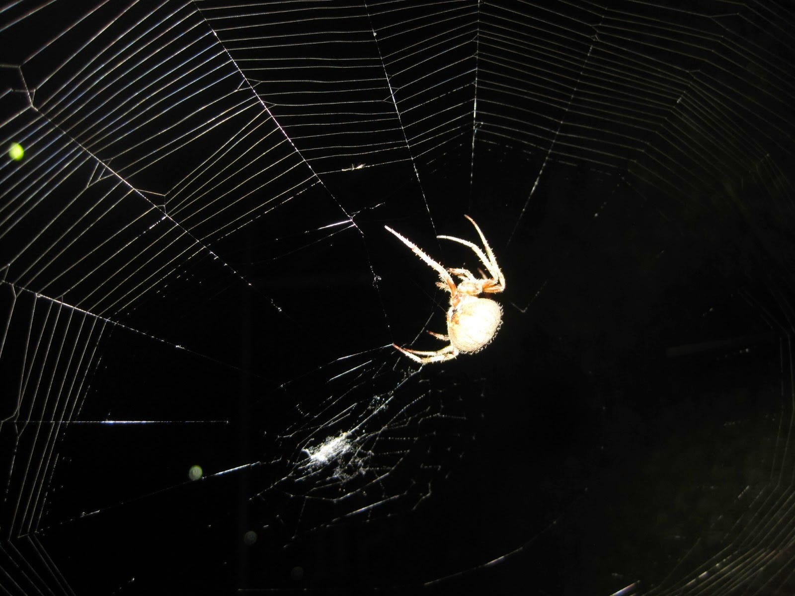 Weekend Diversion: Spider Webs… on drugs? | by Ethan Siegel | Starts ...