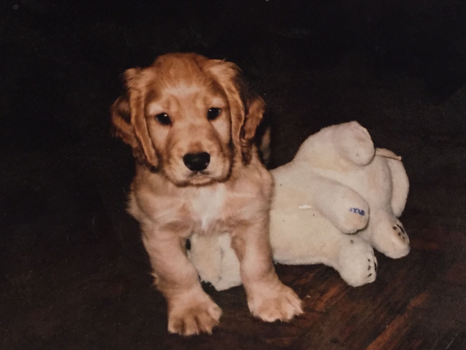 Dog & I: Debbie & Rollo. Life can be stressful. Whether it’s a… | by ...